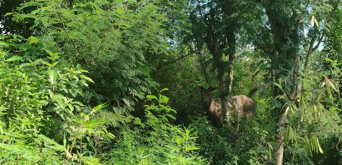 Swift Rescue Operation Saves Sambar Deer Trapped in Canal in J&K’s ...