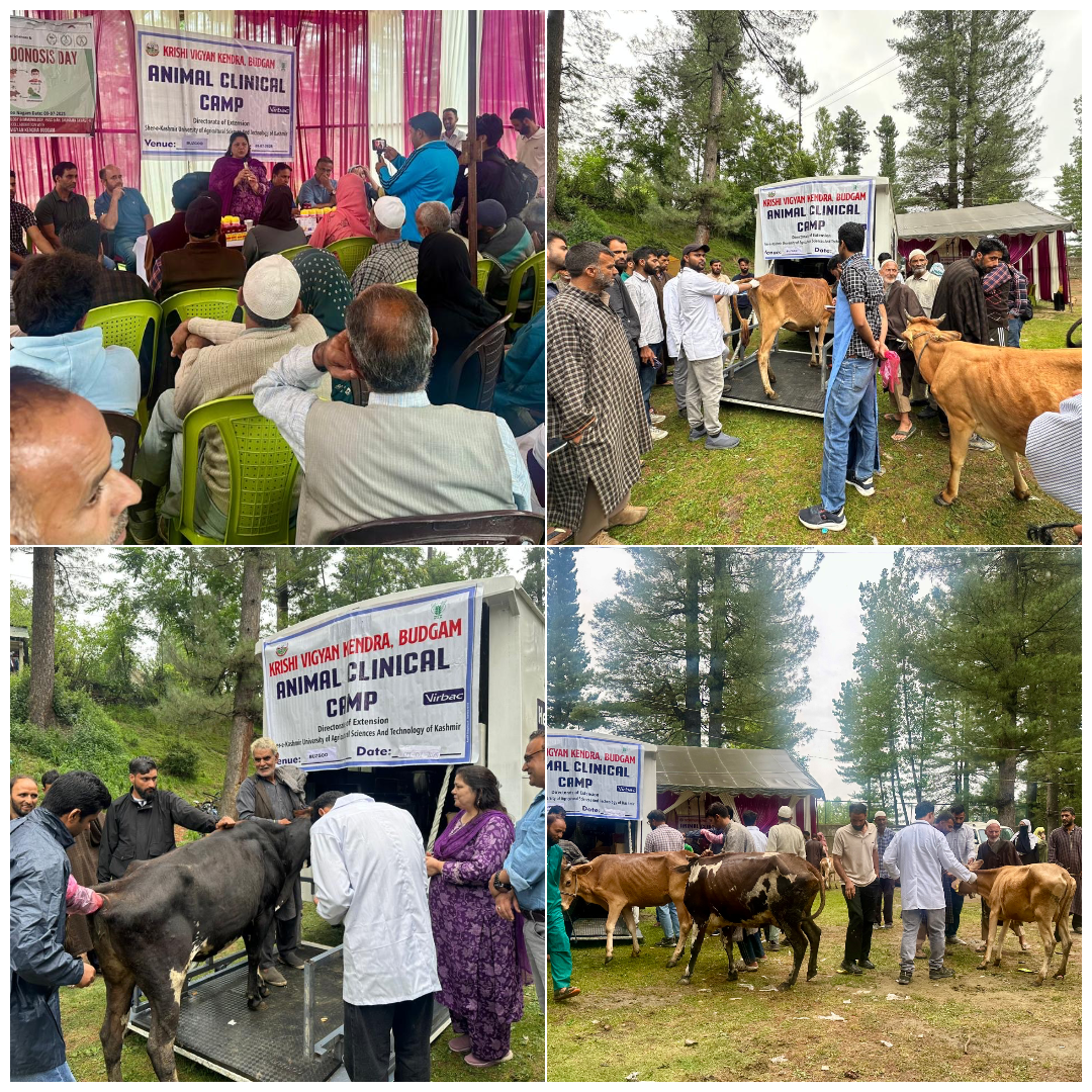 SKUAST-K, KVK Budgam hosts animal health camp – Rising Kashmir